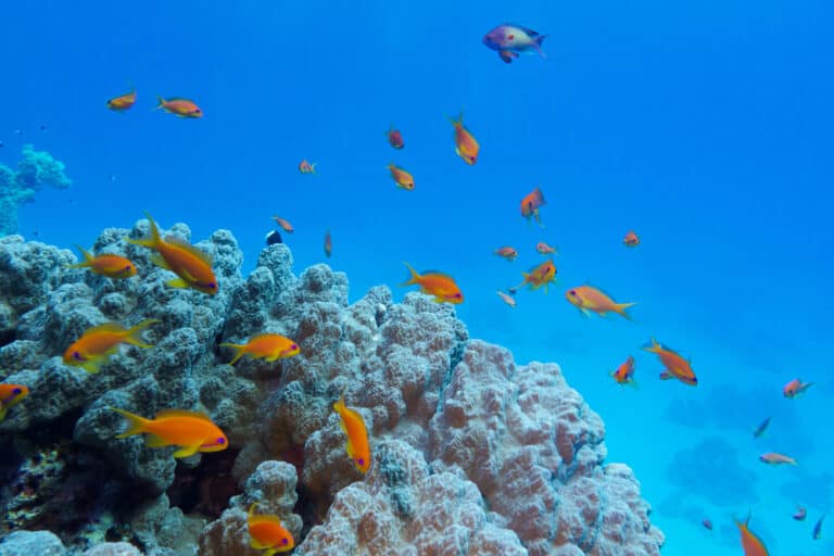 The Top Four Scuba Diving Spots in Egypt’s Red Sea - Osiris Tours