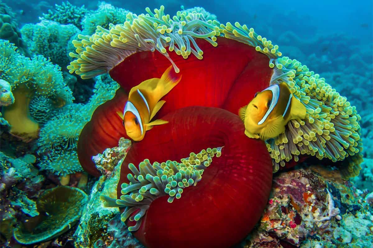 Saudi Arabia Highlights | Osiris Tours